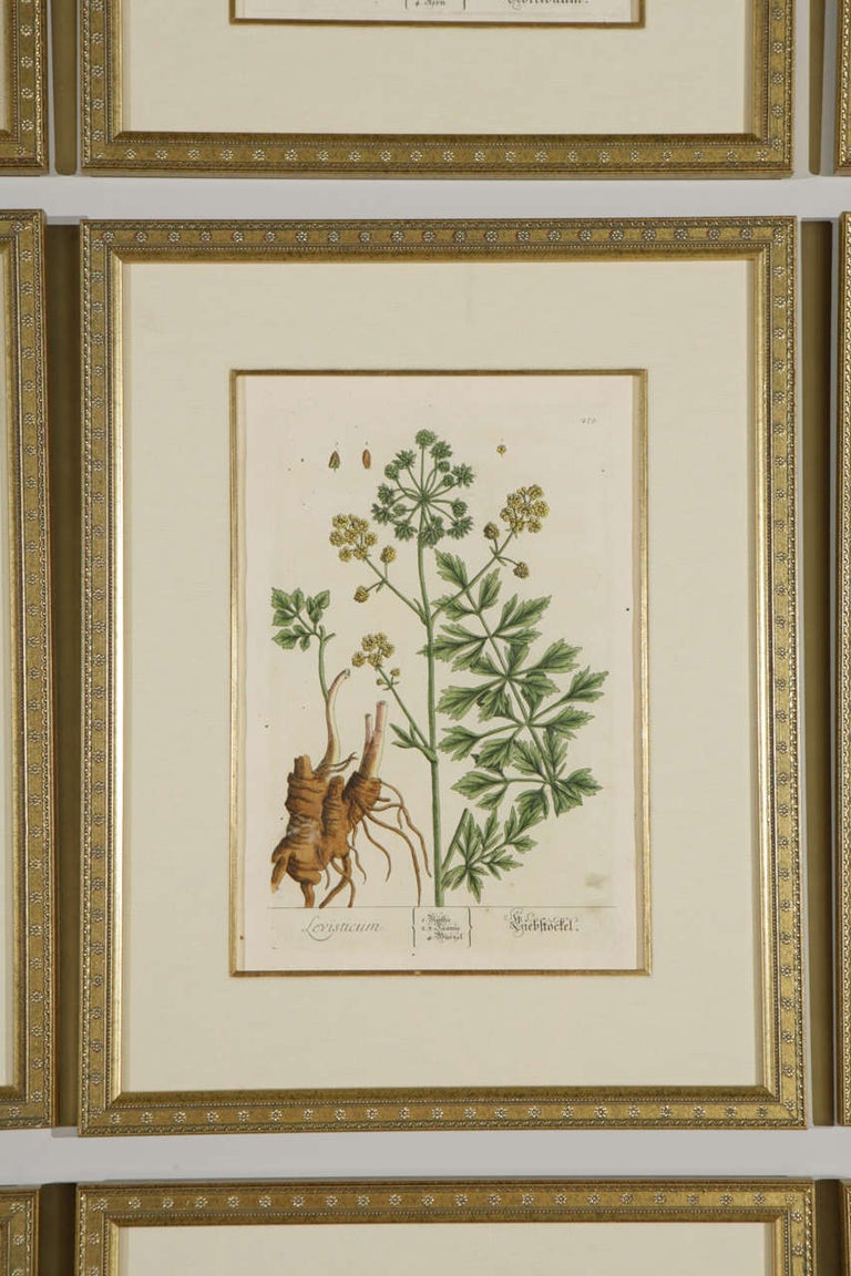 18th Century Framed Botanical Prints For Sale at 1stDibs
