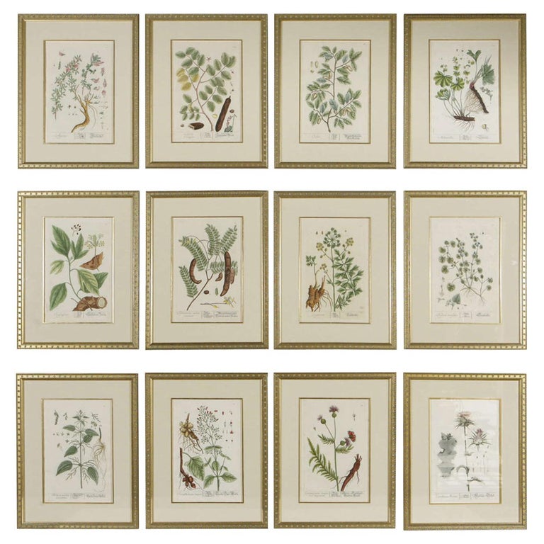 18th Century Framed Botanical Prints For Sale at 1stDibs