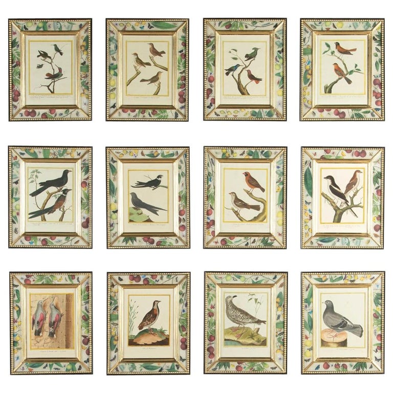 18th Century French Engravings of Birds at 1stDibs