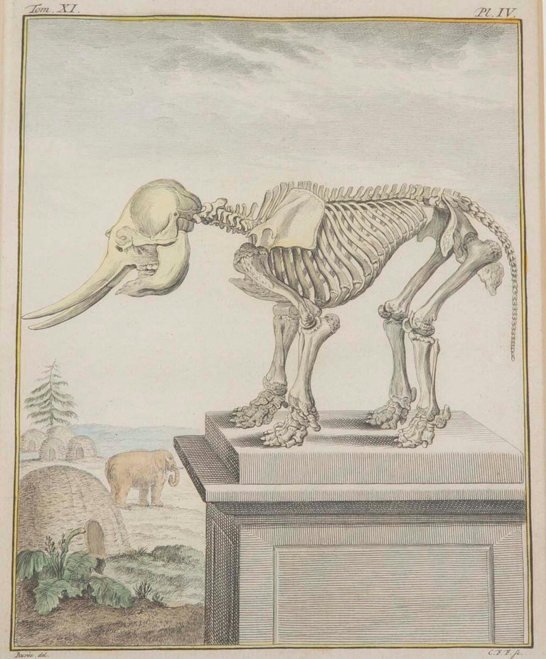 18th Century French Hand Colored Etching of an Elephant Skeleton For ...