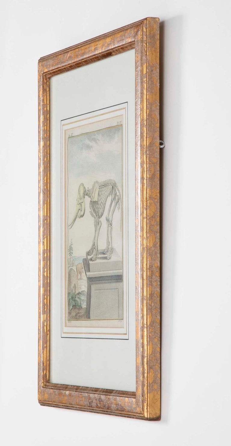 18th Century French Hand Colored Etching of an Elephant Skeleton For ...