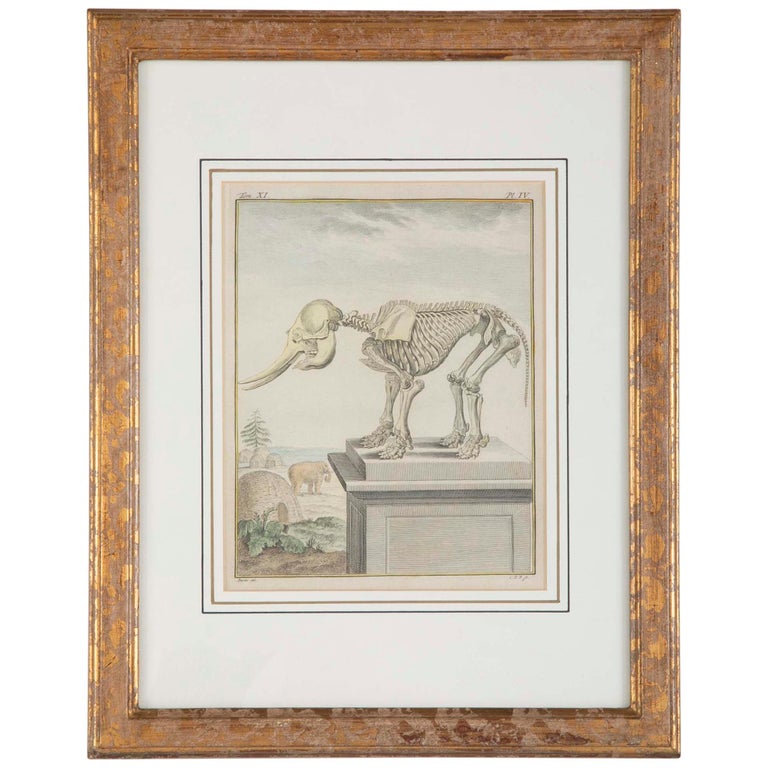 18th Century French Hand Colored Etching of an Elephant Skeleton For ...