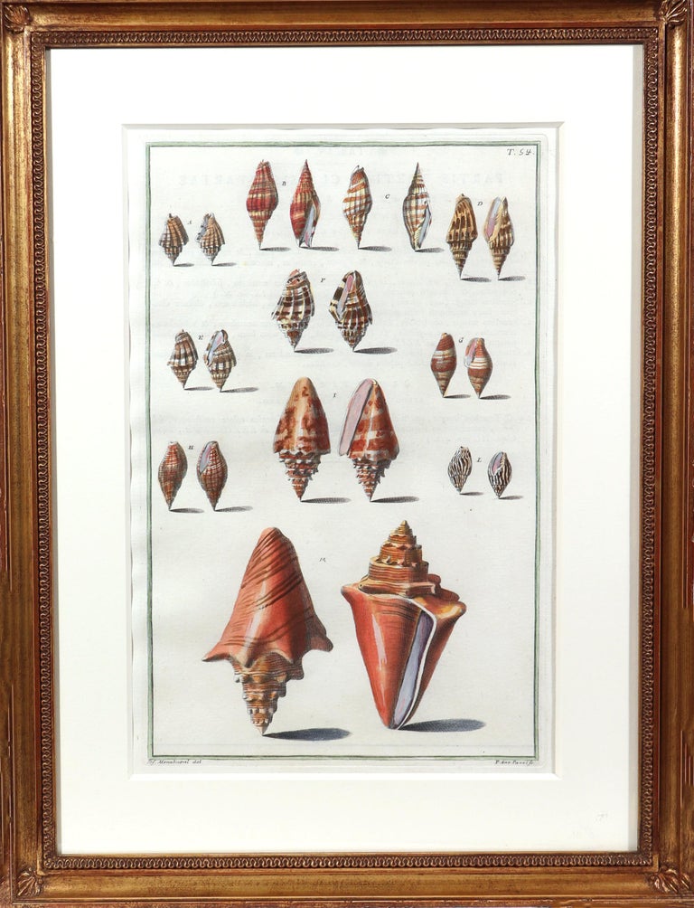 18th-Century Hand-Colored Engravings of Sea Shells, Niccolo Gualtieri ...