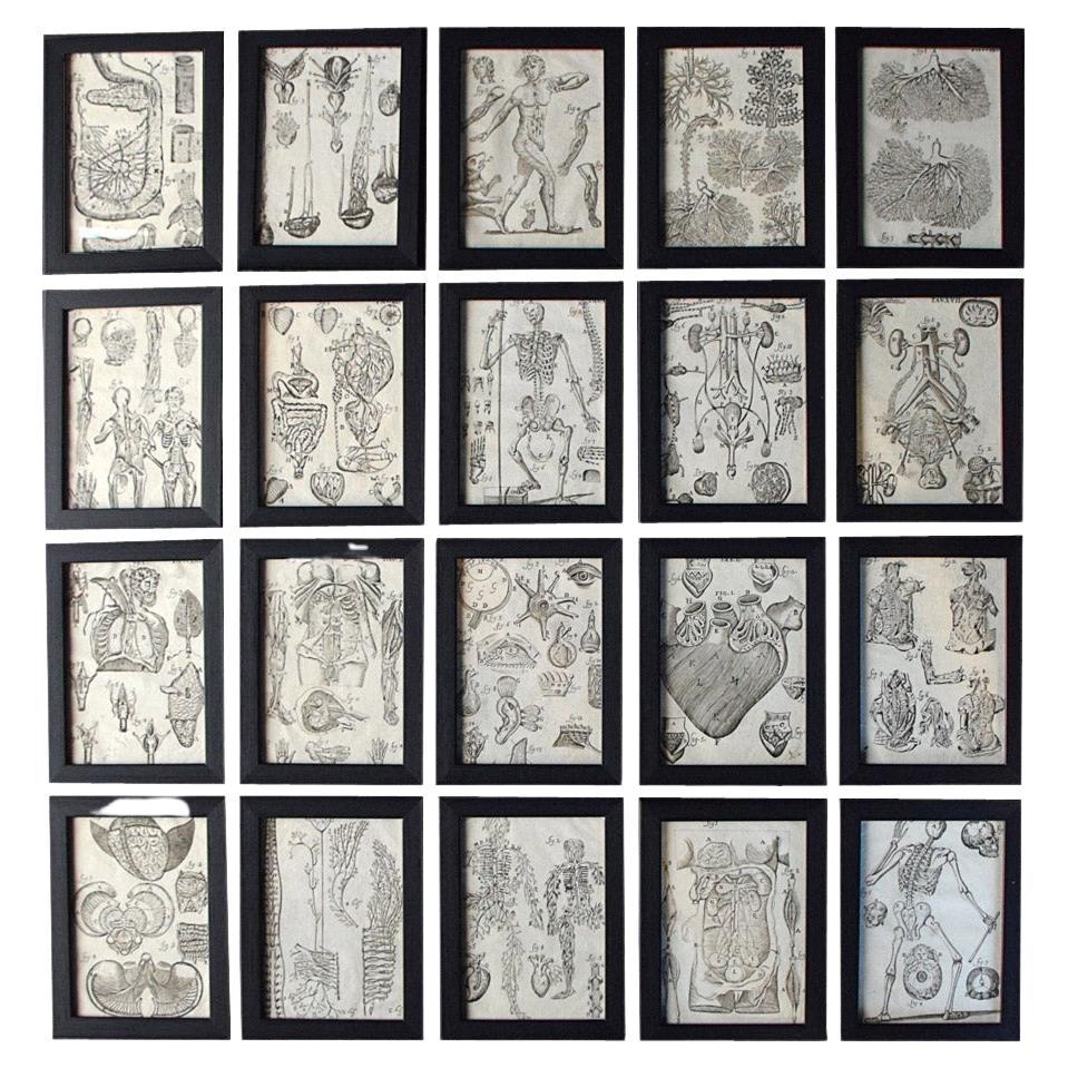 18th Century Human Body Medical Lithograph Prints at 1stDibs