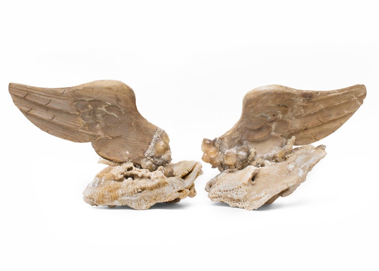 Italian Angel Wings with Honey Calcite Crystals on Fossil Agate Coral ...