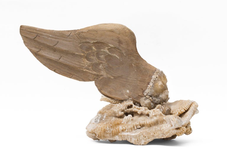 Italian Angel Wings with Honey Calcite Crystals on Fossil Agate Coral ...