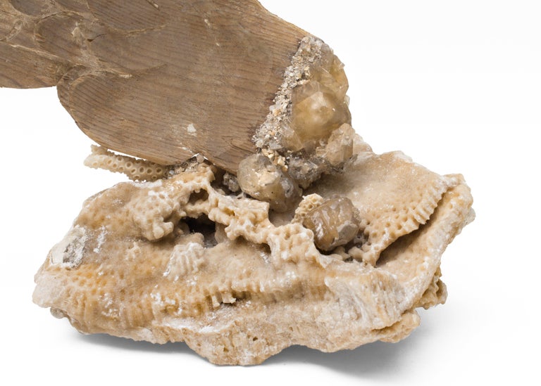 Italian Angel Wings with Honey Calcite Crystals on Fossil Agate Coral ...