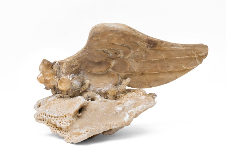 Italian Angel Wings with Honey Calcite Crystals on Fossil Agate Coral ...
