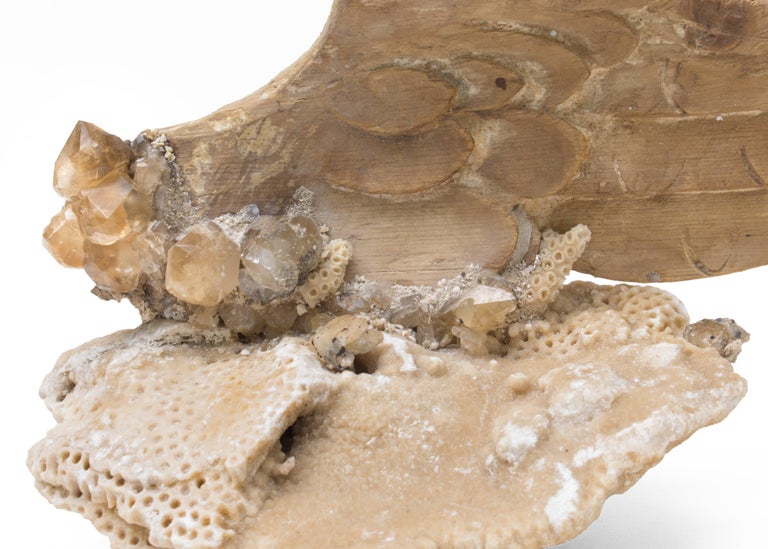 Italian Angel Wings with Honey Calcite Crystals on Fossil Agate Coral ...