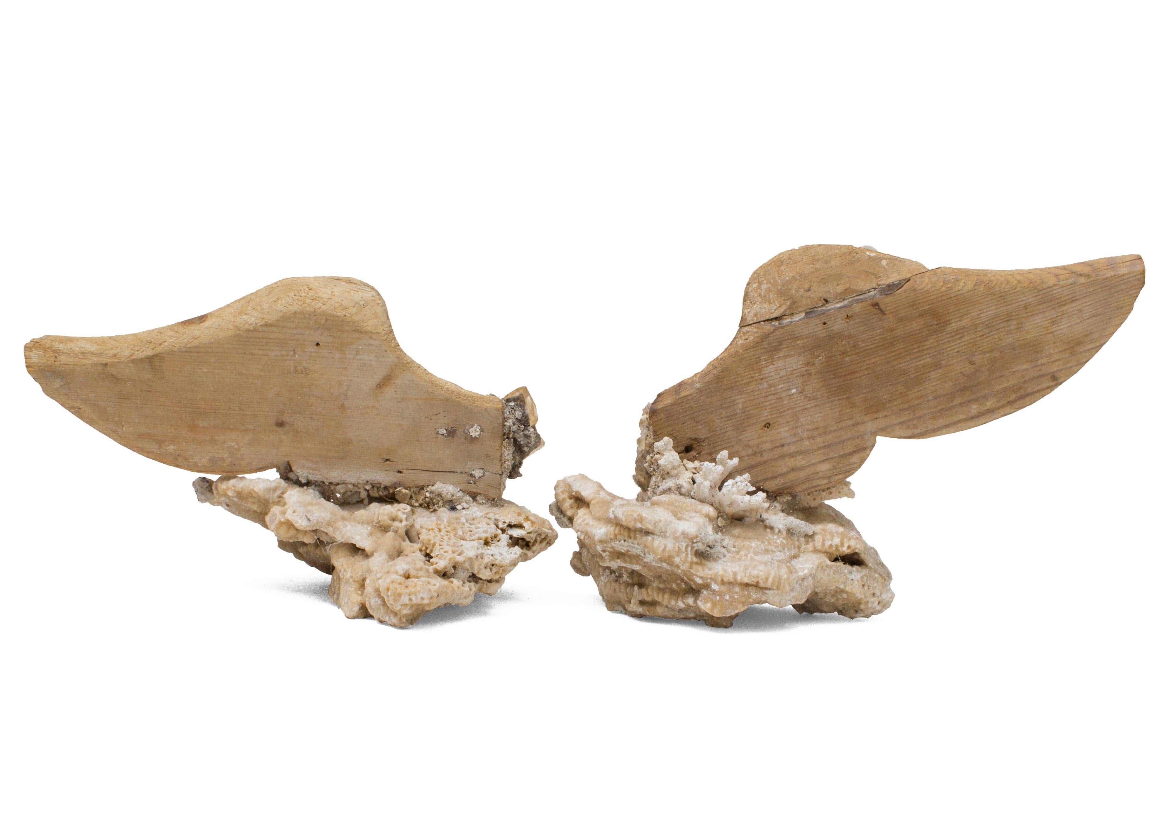 Italian Angel Wings with Honey Calcite Crystals on Fossil Agate Coral ...