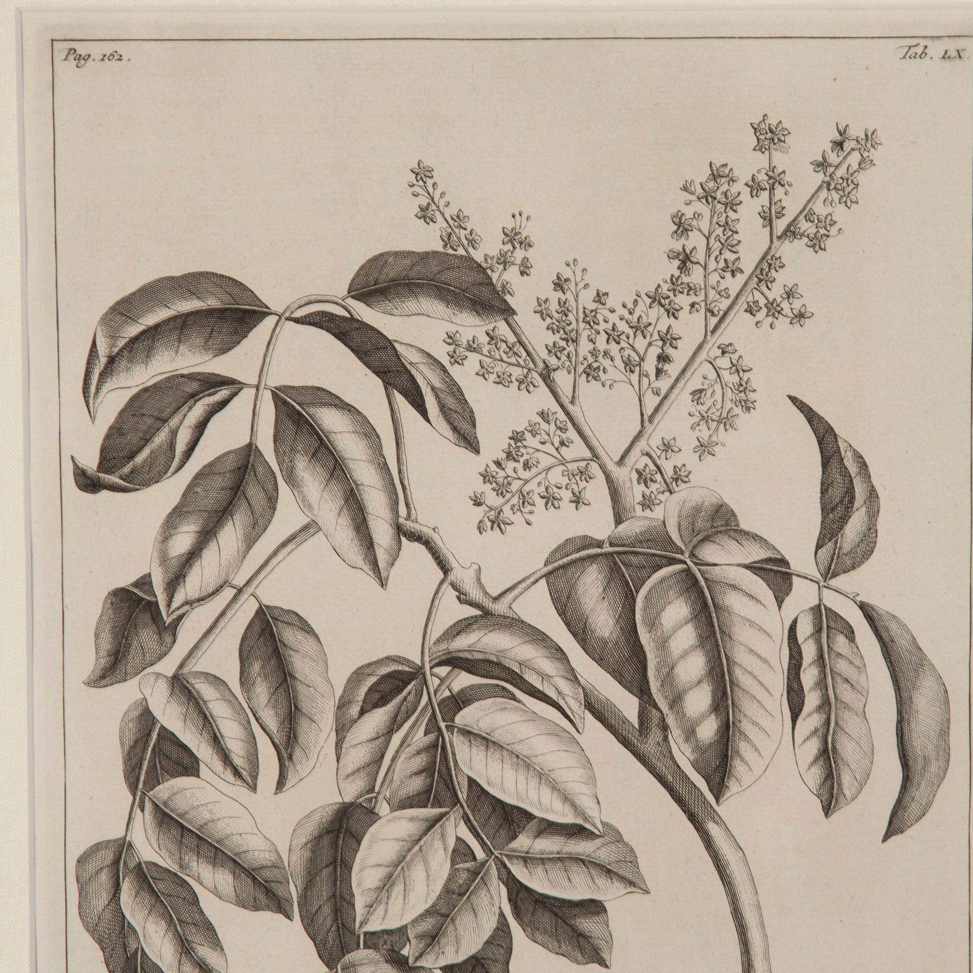 18th Century Set of Nine Botanical Engravings by George Eberhard at ...