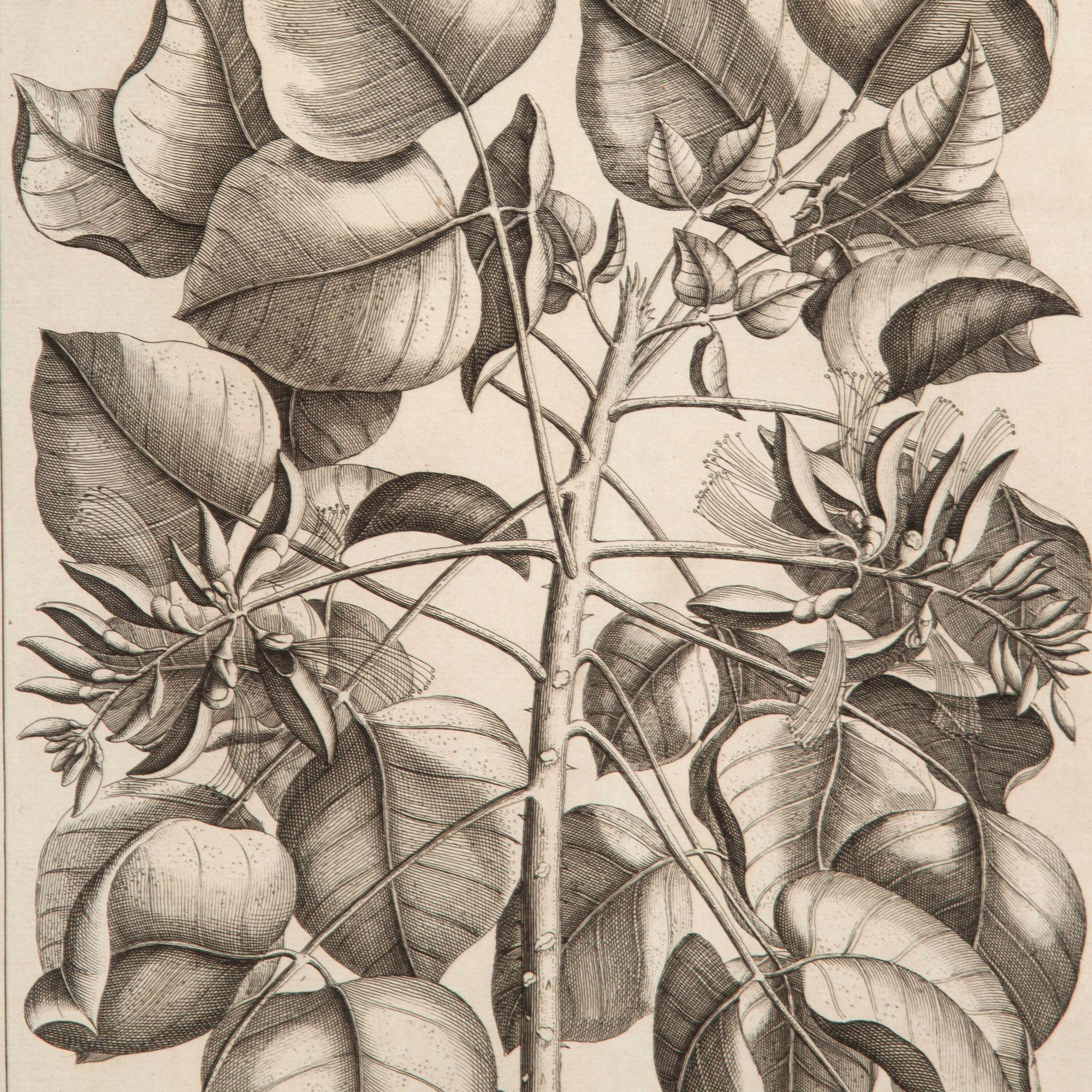 18th Century Set of Nine Botanical Engravings by George Eberhard at ...