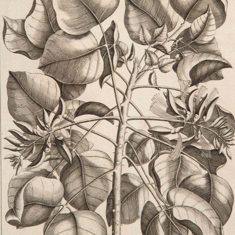 18th Century Set of Nine Botanical Engravings by George Eberhard For ...