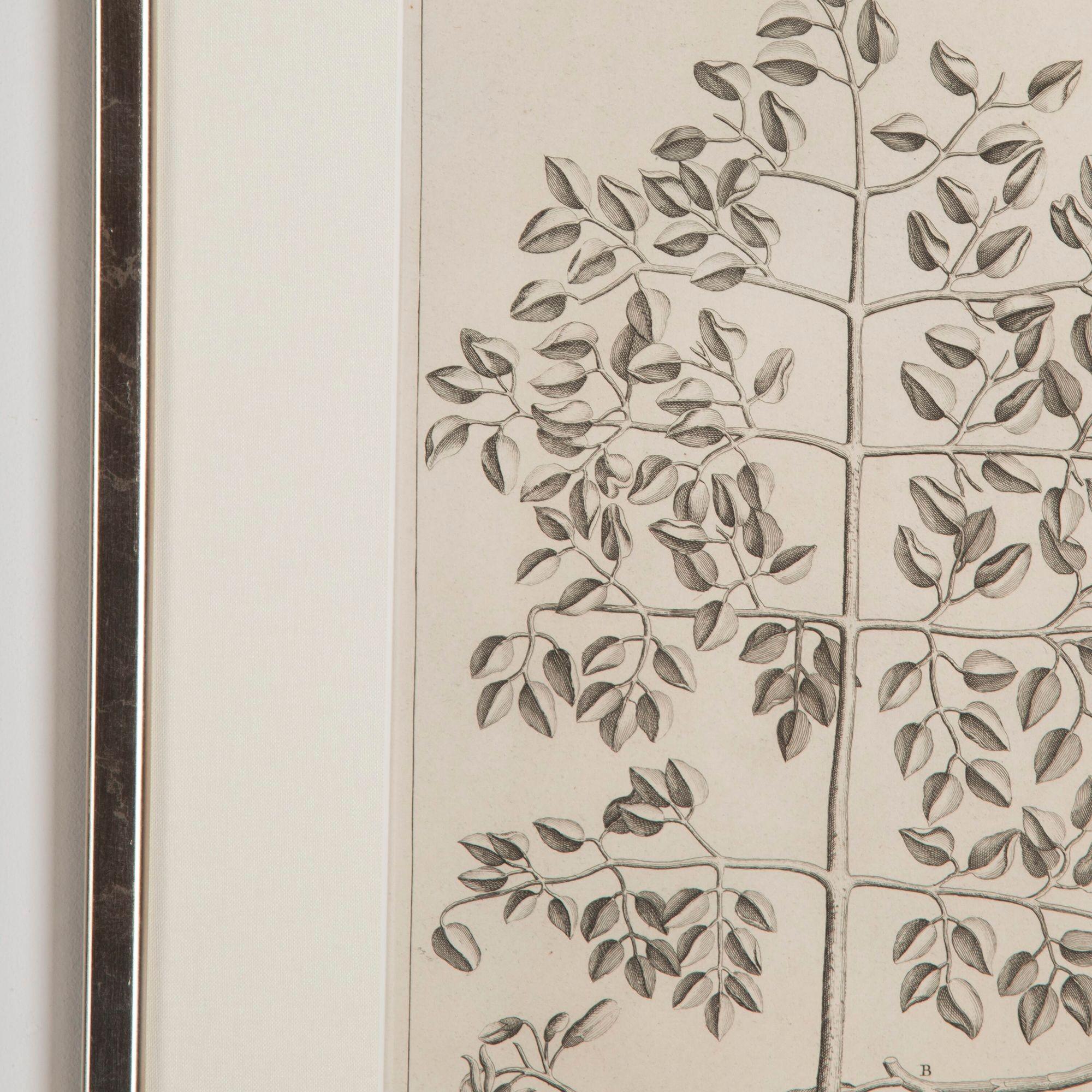 18th Century Set of Nine Botanical Engravings by George Eberhard at ...