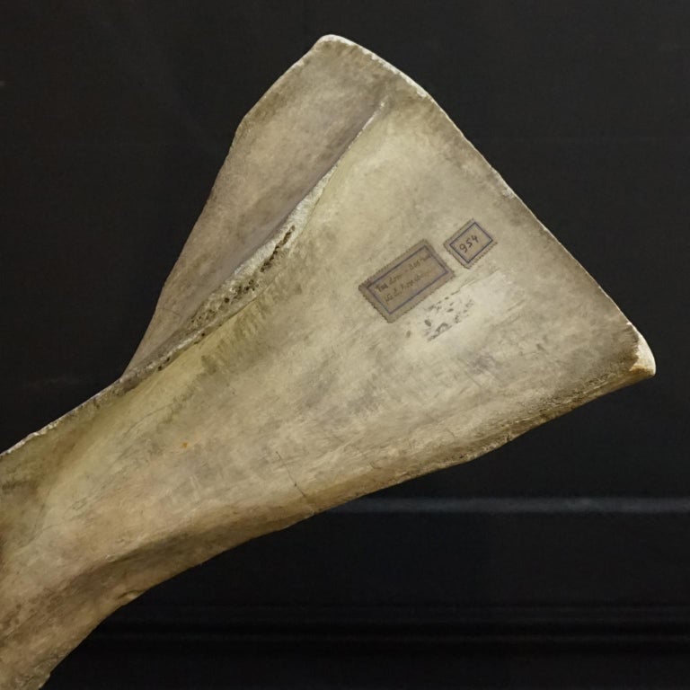 1920s Czech Taxidermy Cow Tur Domácí Bos Taurus Hind Leg Bone Classroom ...