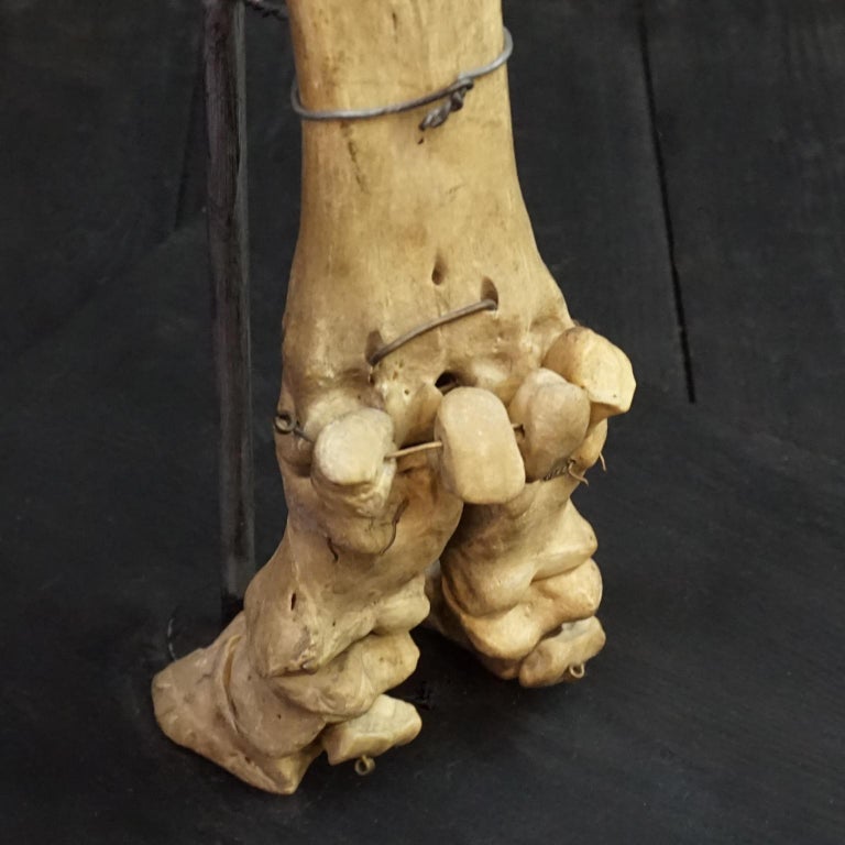 1920s Czech Taxidermy Cow Tur Domácí Bos Taurus Hind Leg Bone Classroom ...