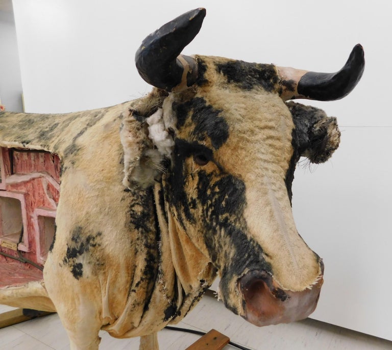 1920s Early Animatronic Motion Teaching Model Cow Movie Prop at 1stDibs