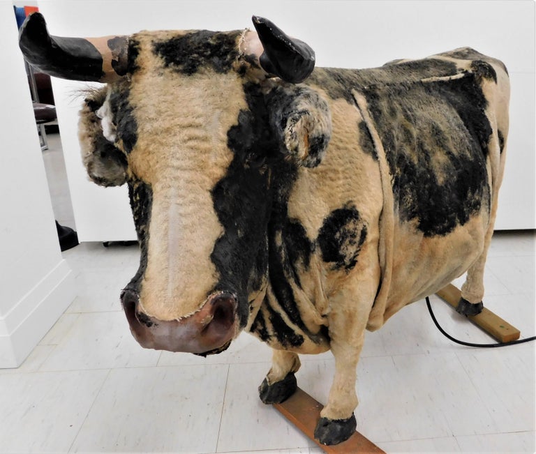 1920s Early Animatronic Motion Teaching Model Cow Movie Prop at 1stDibs