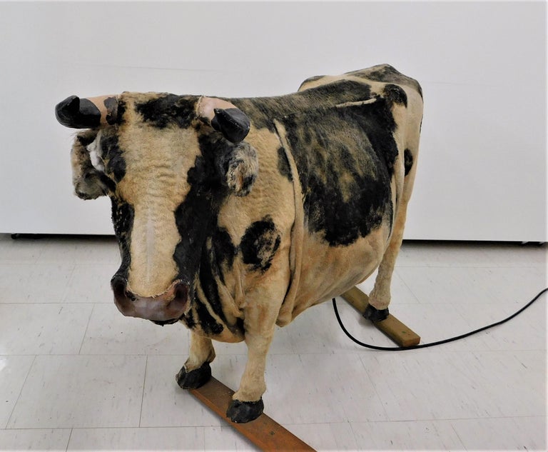 1920s Early Animatronic Motion Teaching Model Cow Movie Prop at 1stDibs