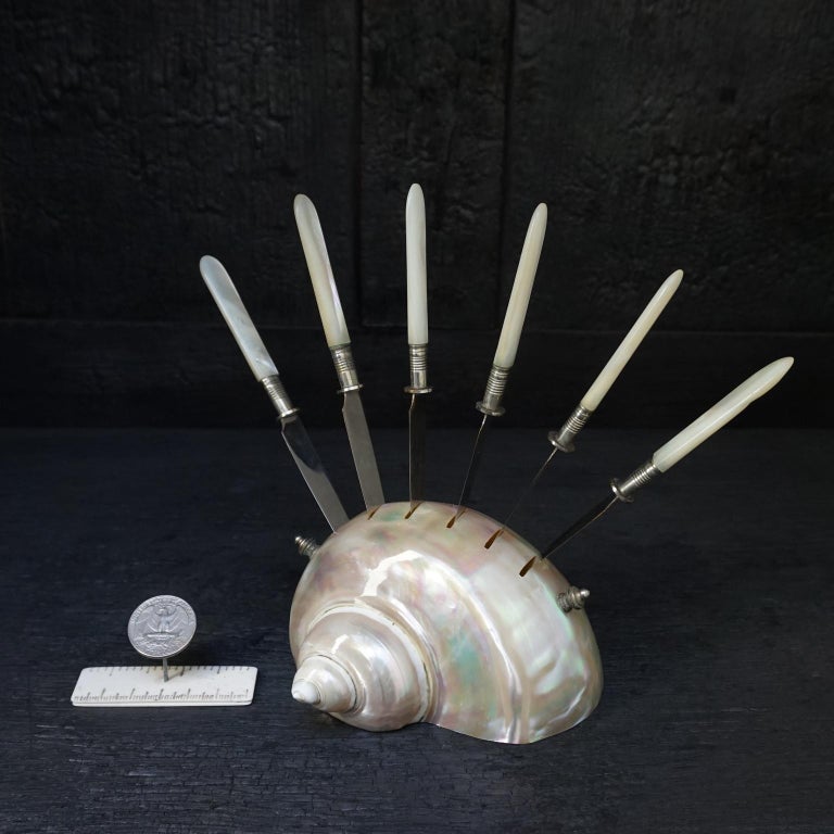 1920s Set of Six Fruit Knives in a Large Polished 'Turbo Marmoratus ...