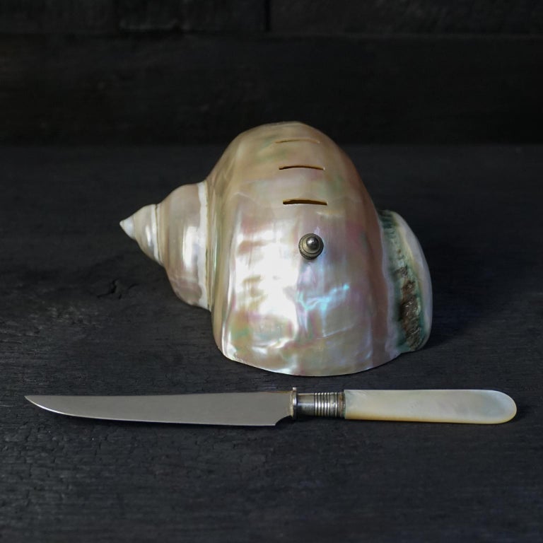 1920s Set of Six Fruit Knives in a Large Polished 'Turbo Marmoratus ...