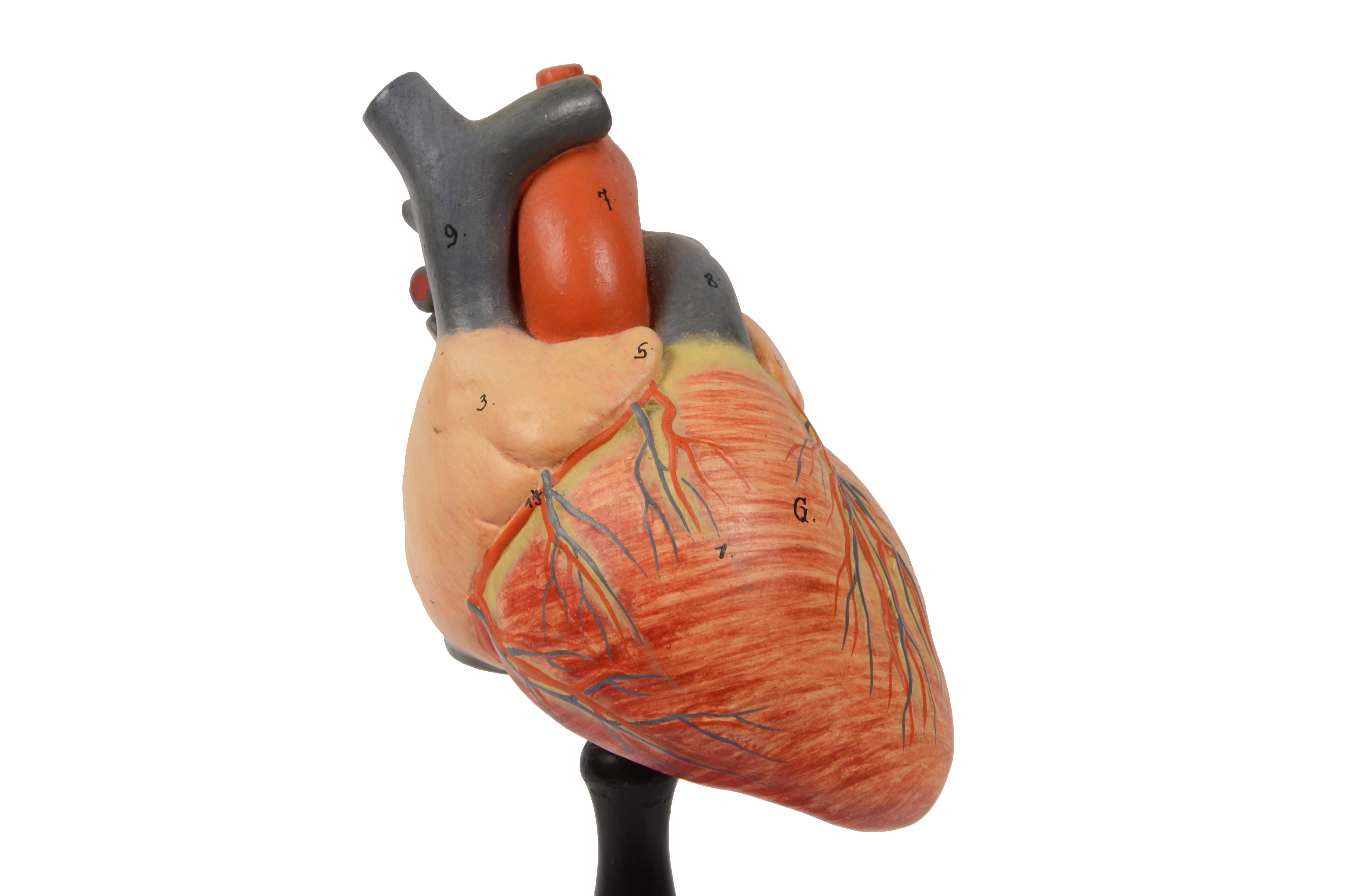 1930 Somso Heart Human Anatomical Didactic Model Made in Polycrome ...