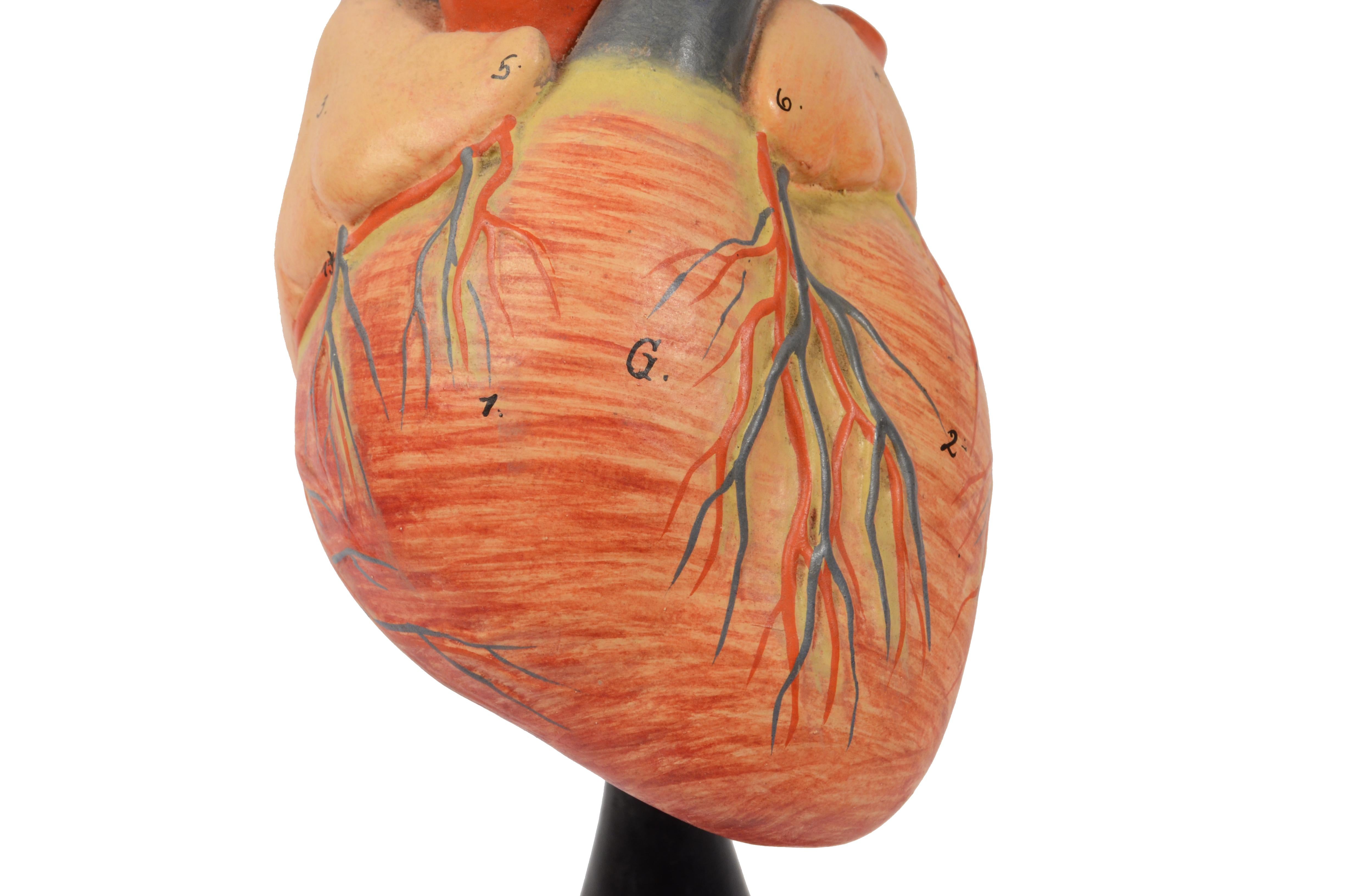 1930 Somso Heart Human Anatomical Didactic Model Made in Polycrome ...