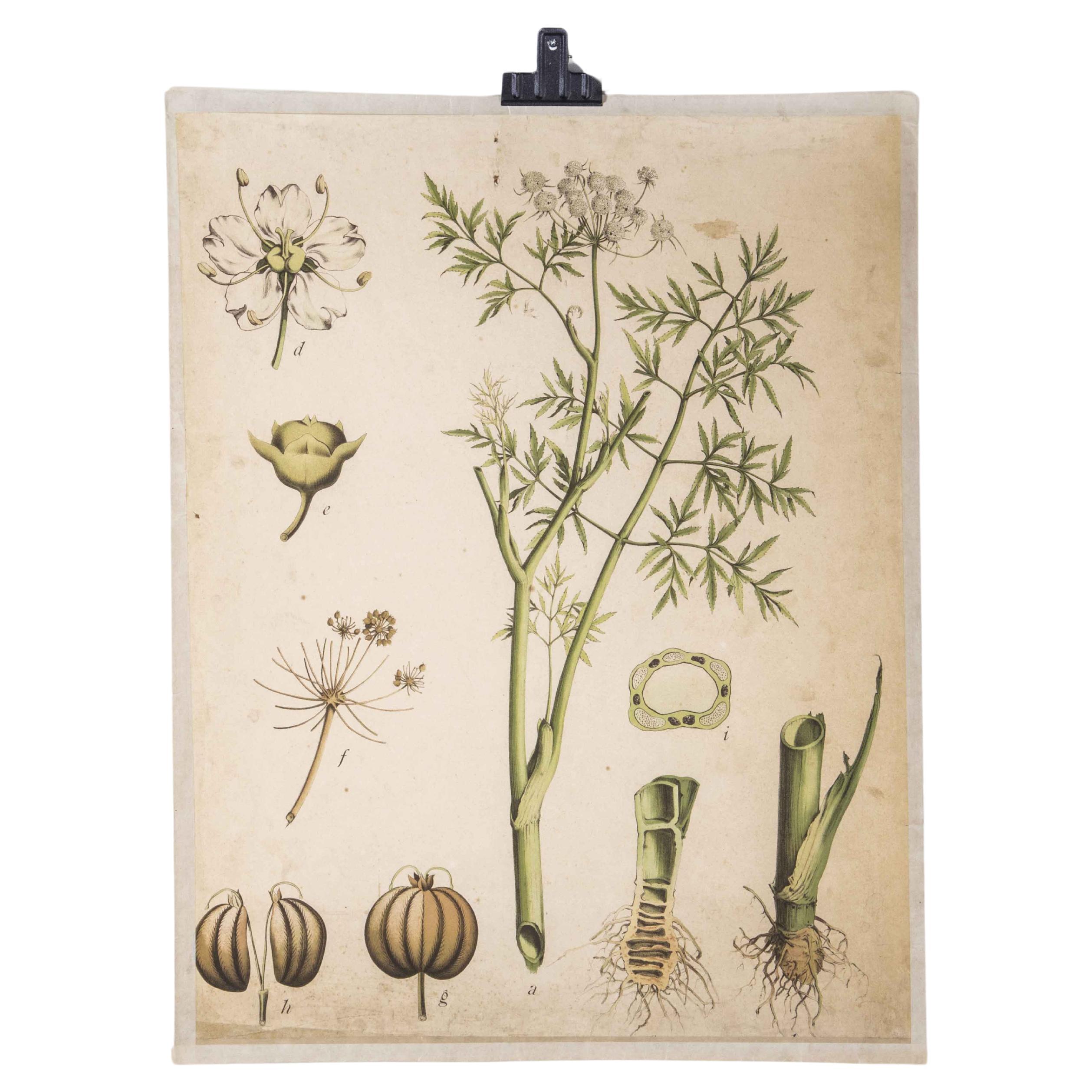 1930's Educational Poster - Plant Life For Sale at 1stDibs