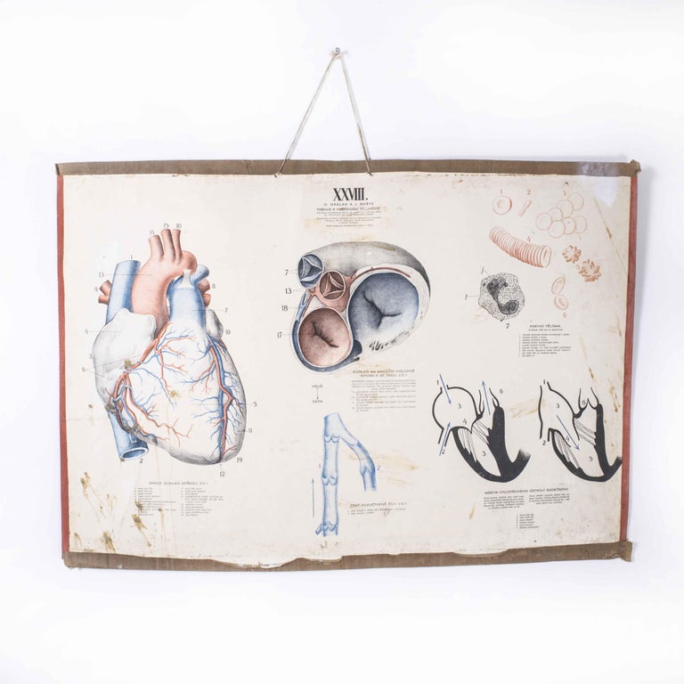1930's Human Heart Educational Poster For Sale at 1stDibs