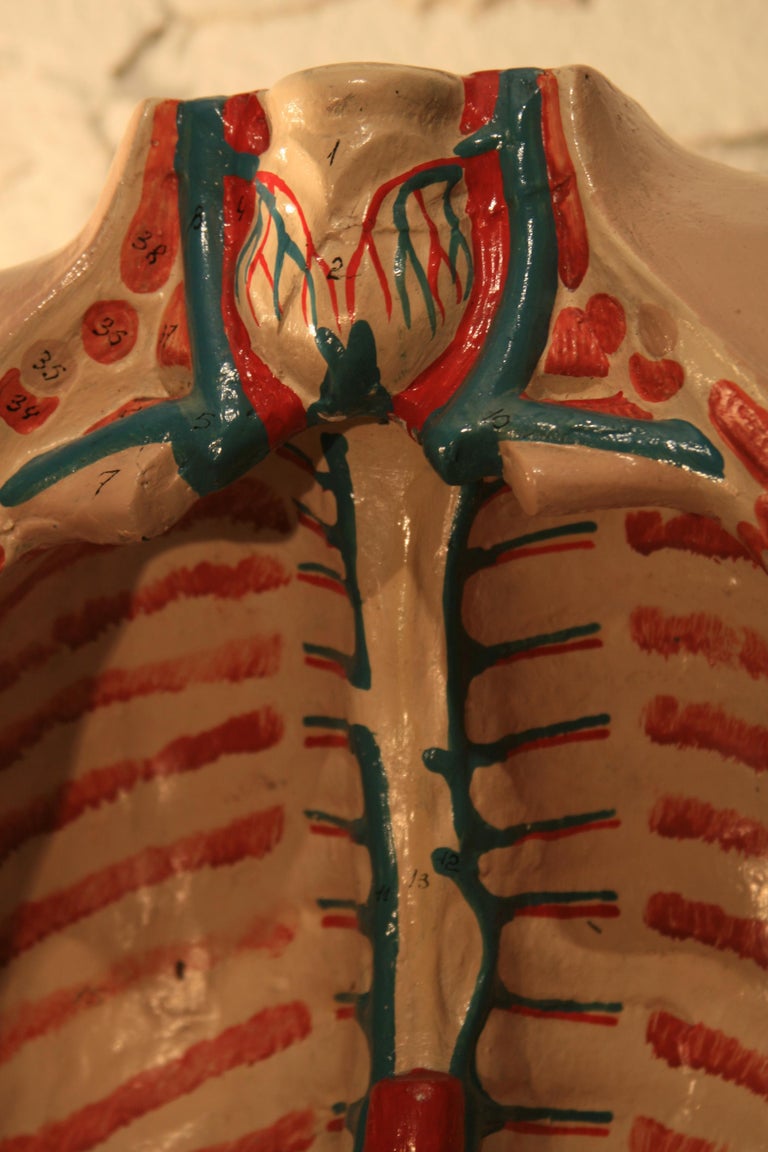 1930s Vintage Medical Torso For Sale at 1stDibs