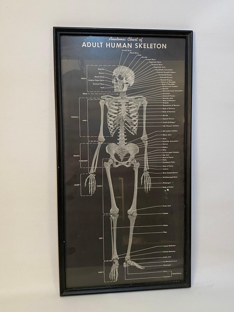 1940s Anatomic Chart of Adult Human Skeletal System For Sale at 1stDibs