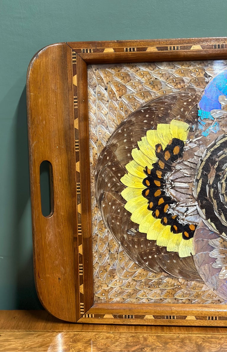 1940'S BRAZILIAN INLAID WOOD TRAY WITH REAL MORPHO BUTTERFLY WiNGS For ...
