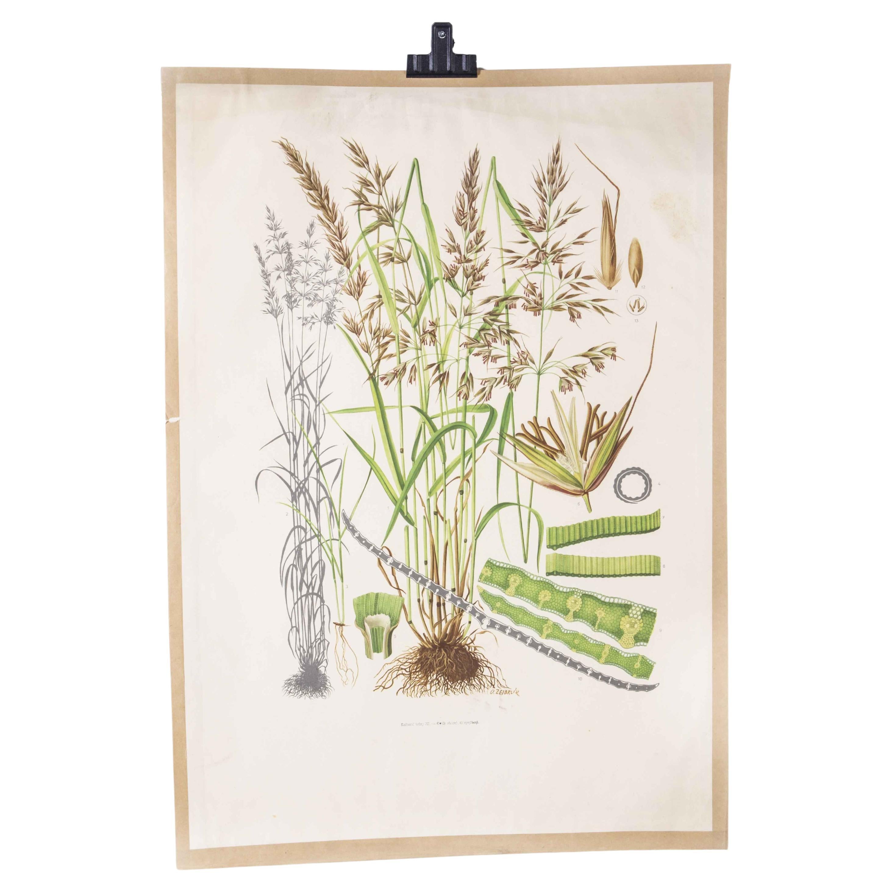 1940''s Ornamental Grasses Educational Poster For Sale at 1stDibs