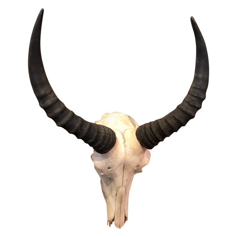 1950s African Antelope Skull For Sale at 1stDibs