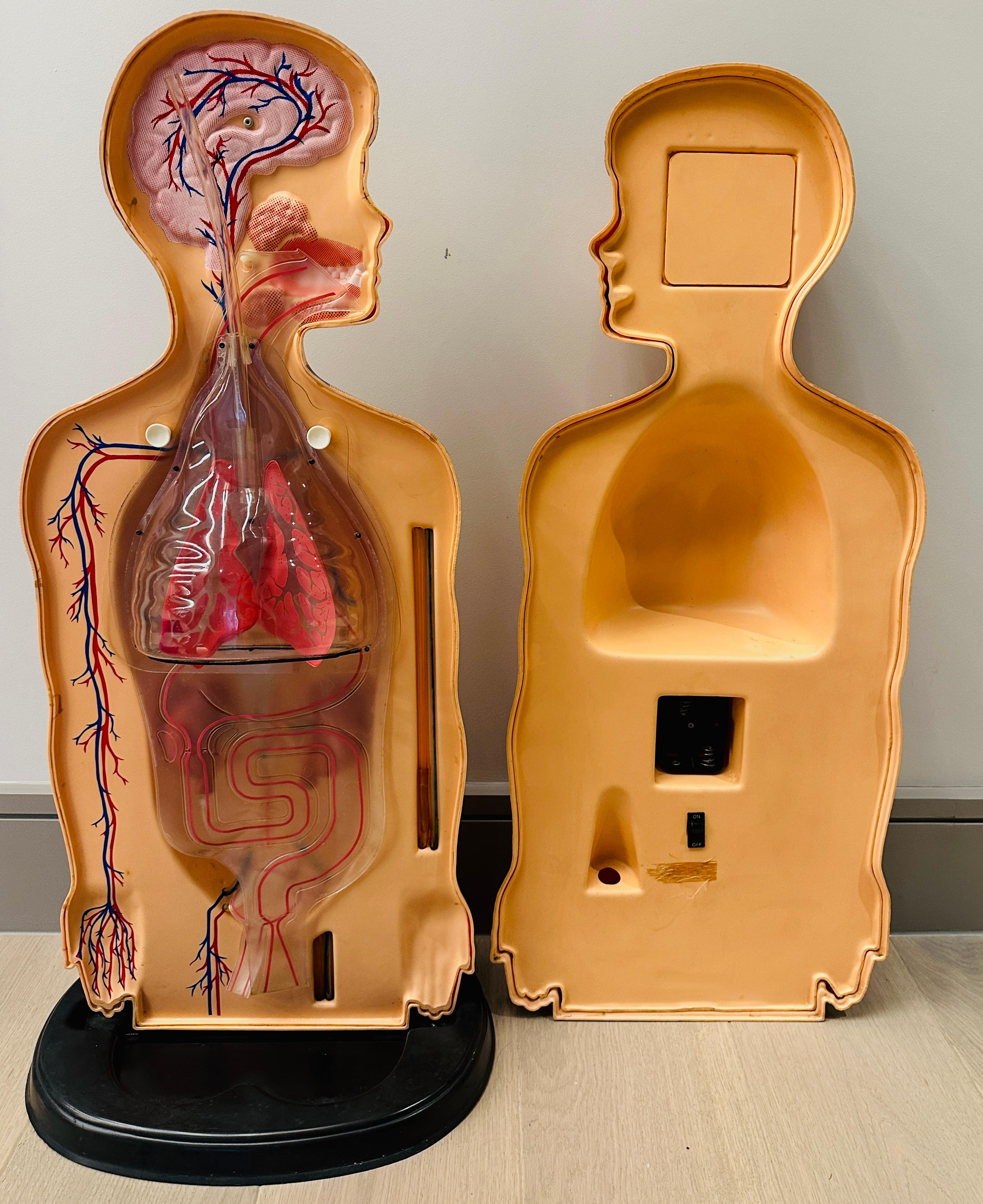1950s American Anatomical Teaching Respiratory Child's Illuminated ...