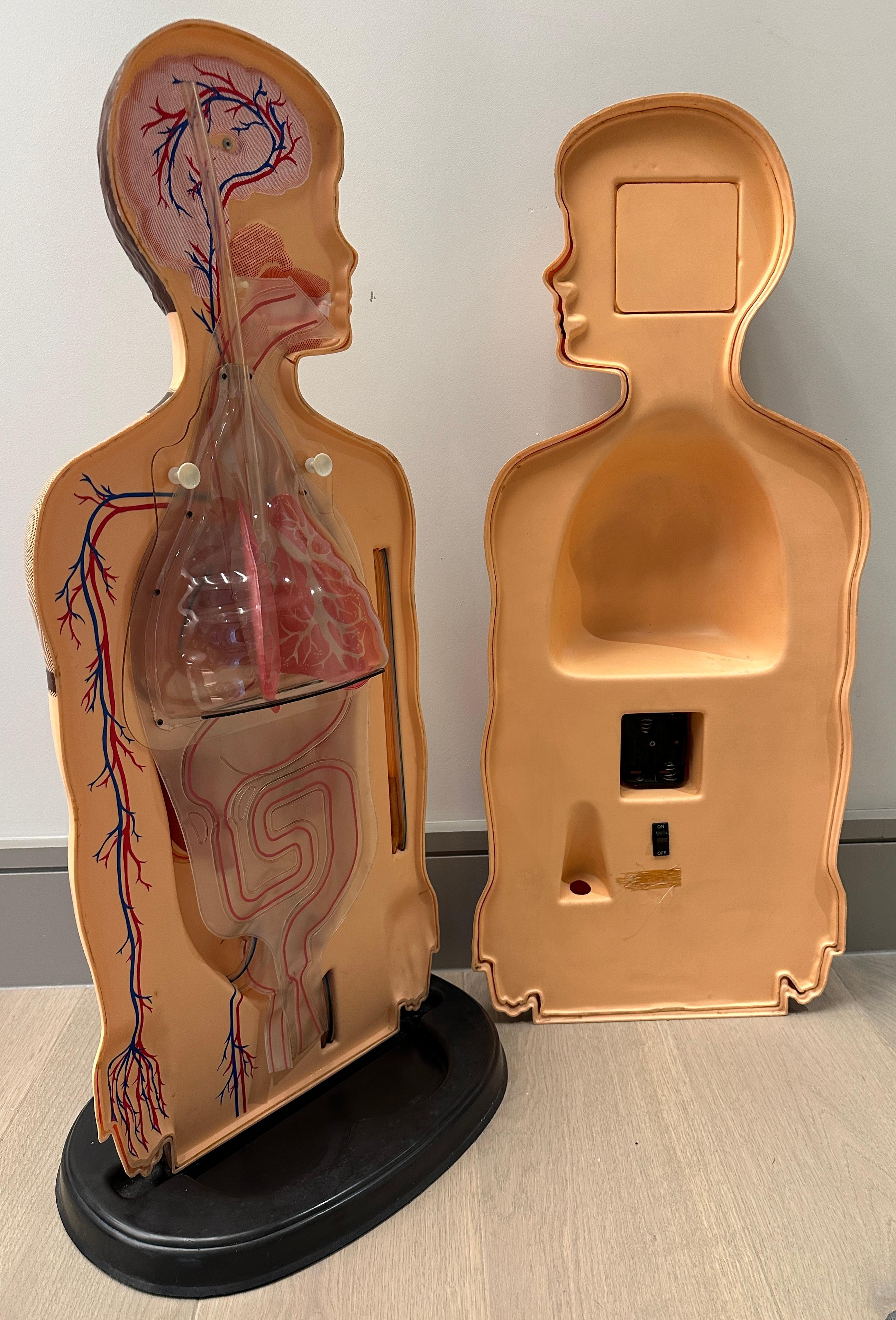 1950s American Anatomical Teaching Respiratory Child's Illuminated ...