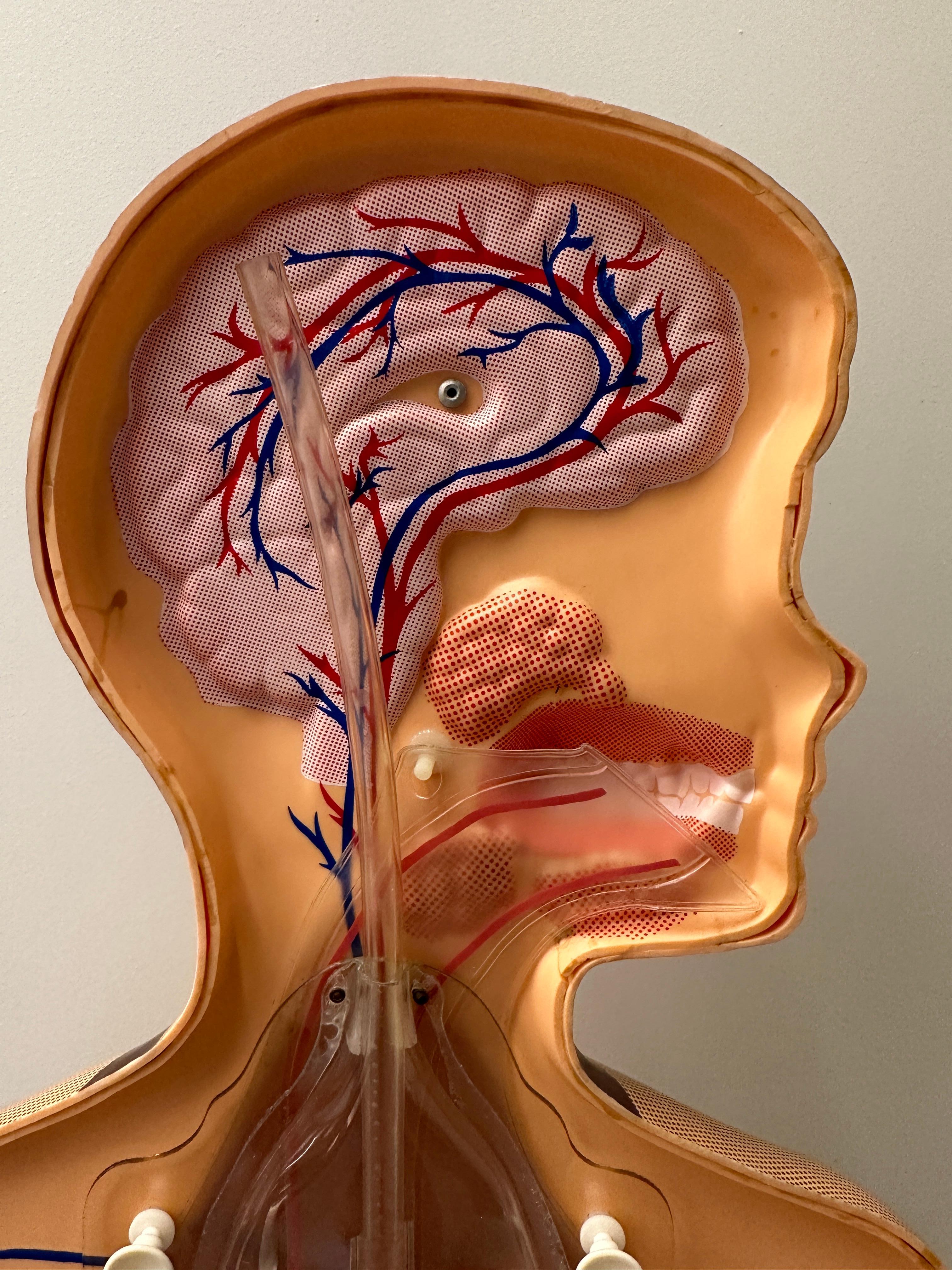 1950s American Anatomical Teaching Respiratory Child's Illuminated ...