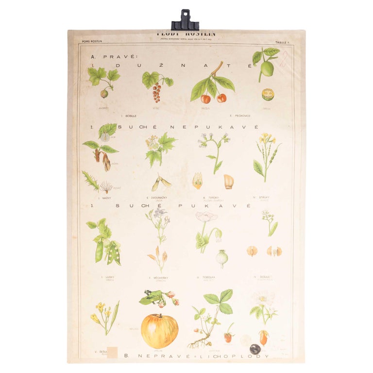 1950's Botanical Educational Poster For Sale at 1stDibs