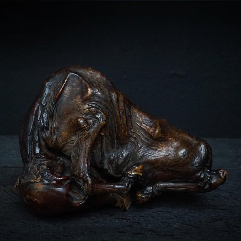1950s Dutch Rare Mummified Veterinary Calf Foetus Specimen Curiosity ...