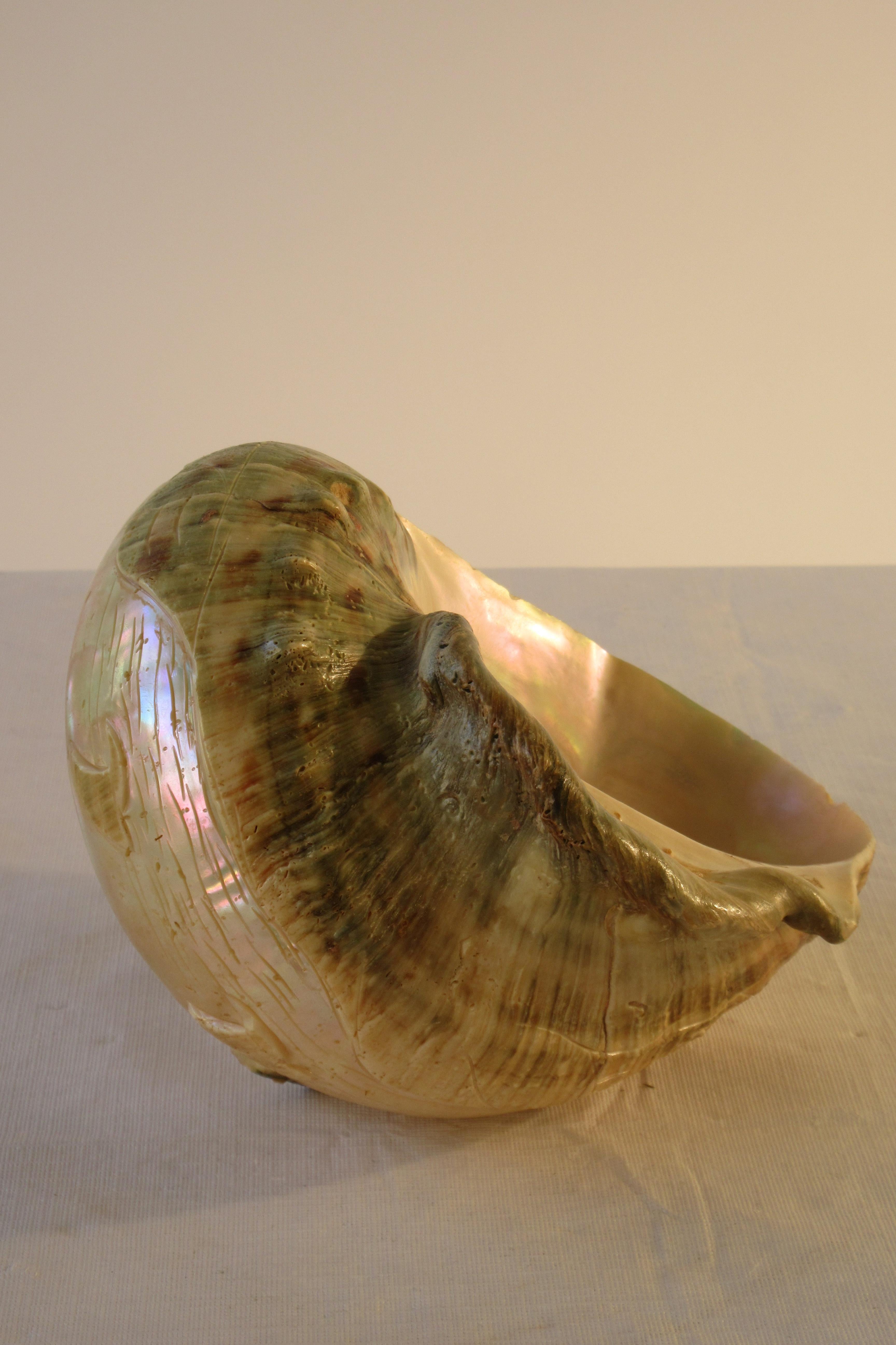 1950s Hand Carved Sea Shell at 1stDibs