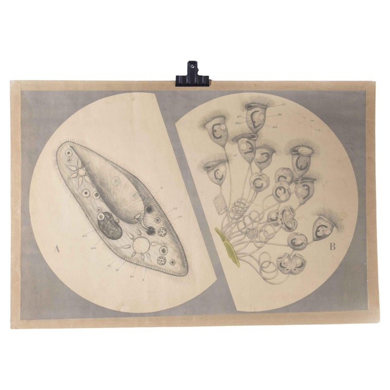 1950's Internal Plant Pod Educational Poster For Sale at 1stDibs