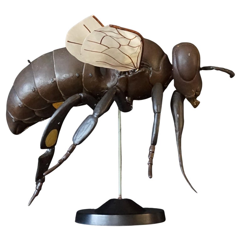 1950s Large Anatomical German Classroom Cut Away Model of a Honey or ...