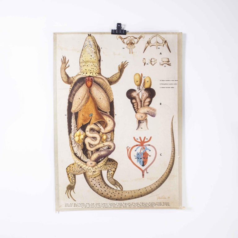 1950's Lizard Anatomy Educational Poster For Sale at 1stDibs