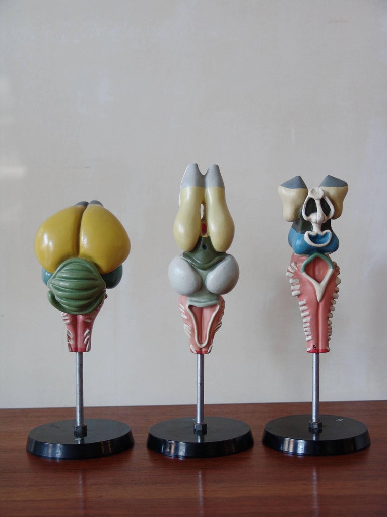 1950s Midcentury Design English Anatomical Models University at 1stDibs