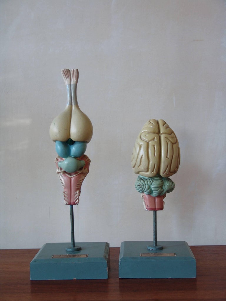 1950s Midcentury Design English Anatomical Models University For Sale ...