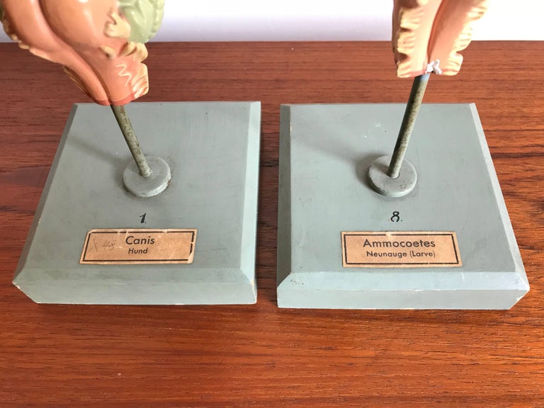 1950s Midcentury Design English Anatomical Models University For Sale ...