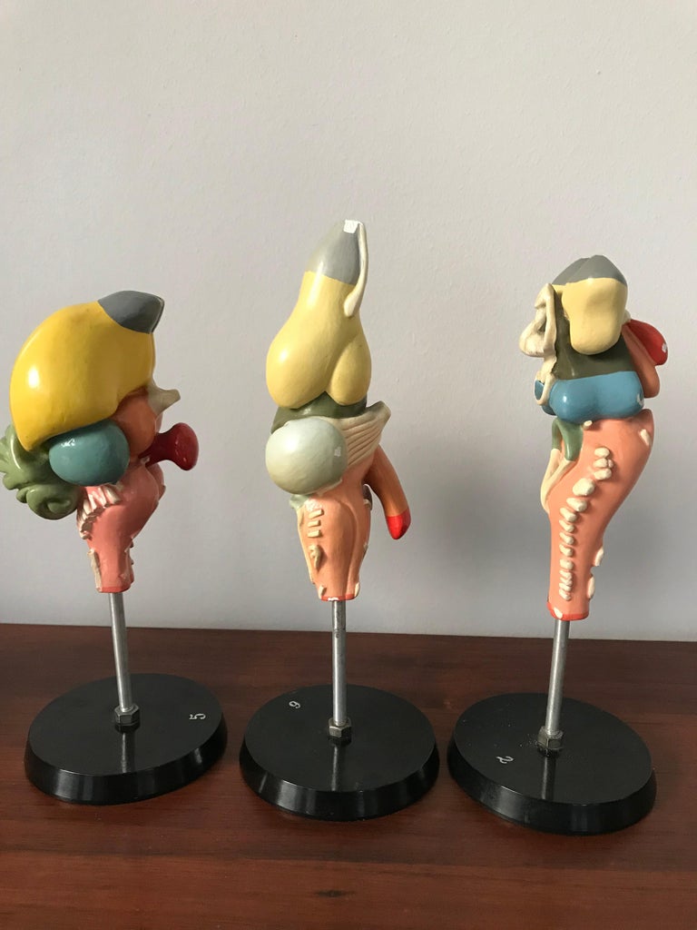 1950s Midcentury Design English Anatomical Models University at 1stDibs