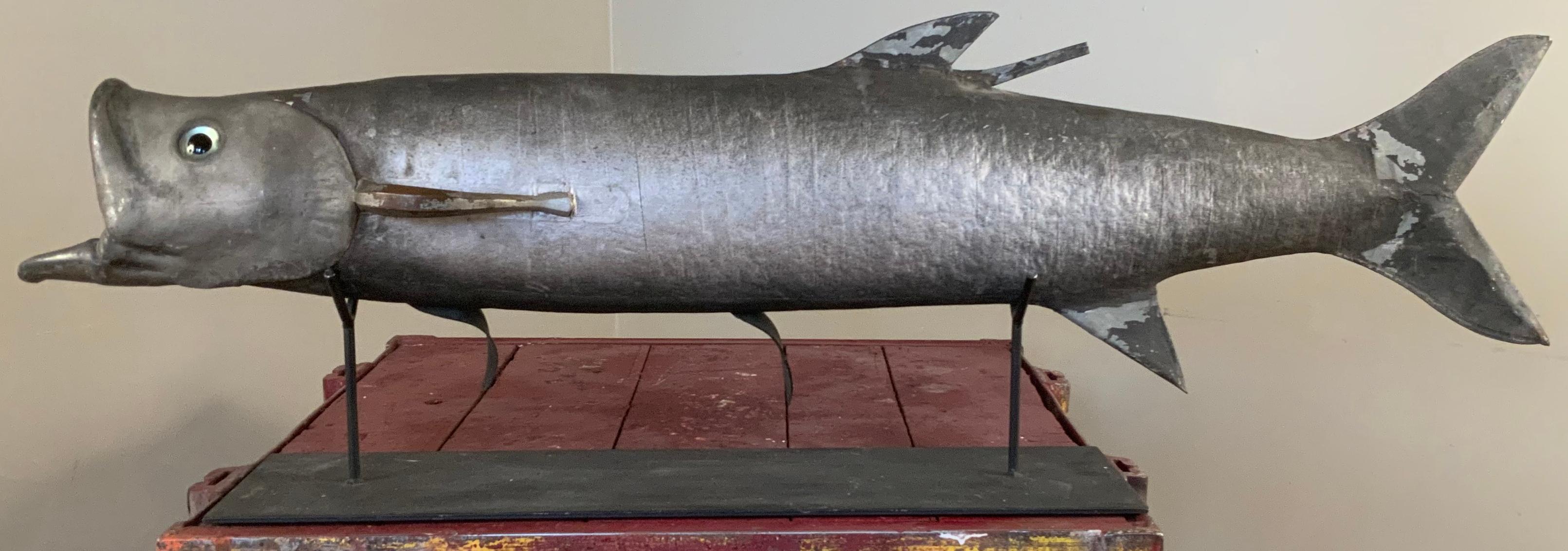 1950s Mounted Tarpon Photographers Model at 1stDibs