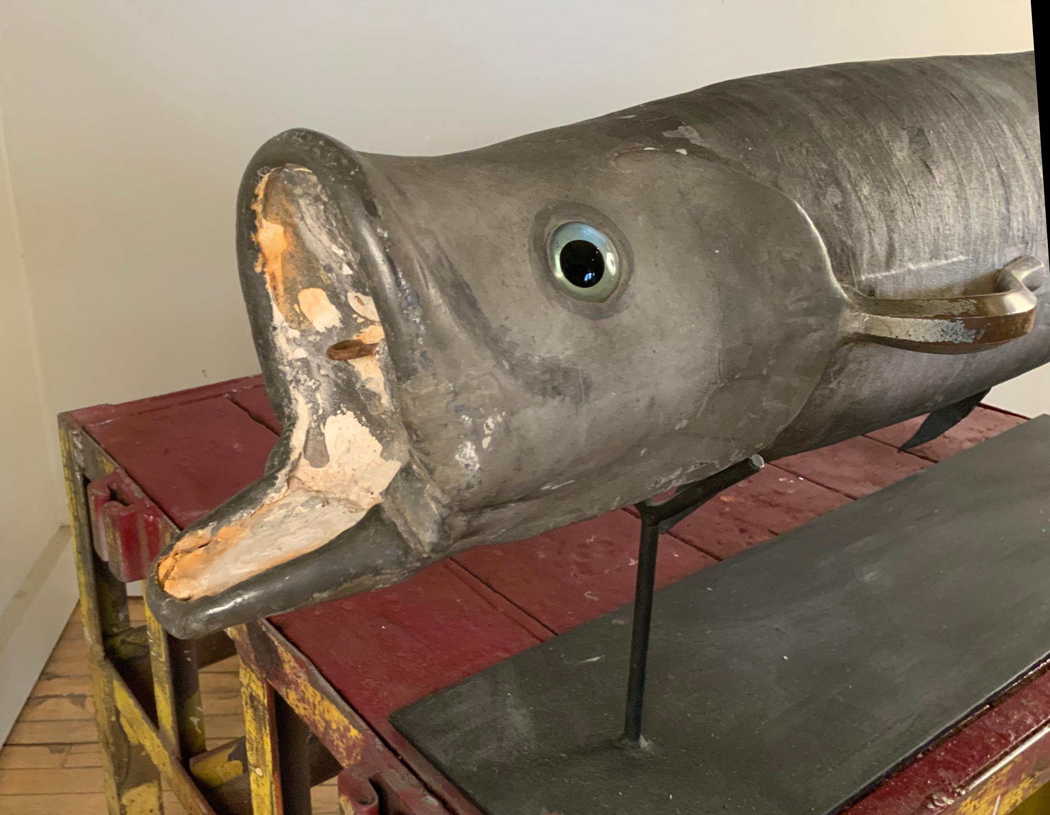 1950s Mounted Tarpon Photographers Model at 1stDibs