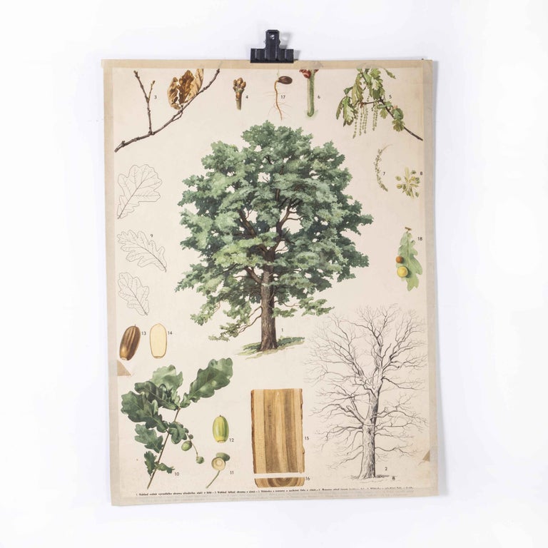 1950's Oak Tree Educational Poster For Sale at 1stDibs